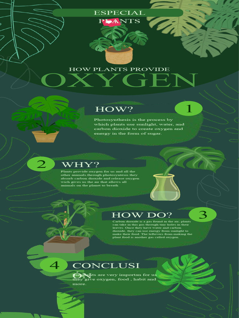 How Plants Provide Oxygen Through Photosynthesis | PDF