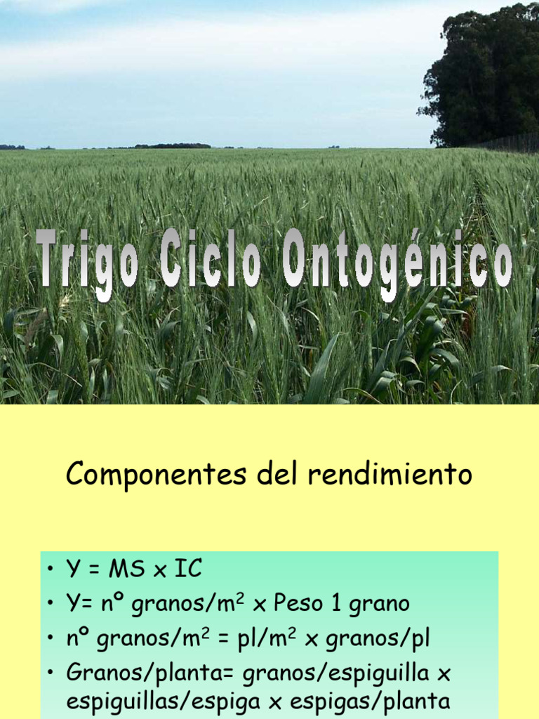 Trigo Ciclo Ontogénico 2022 | Descargar gratis PDF | Trigo | Panes