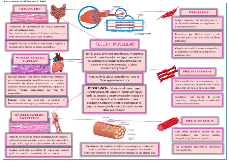 Mapa Mental Tecido Muscular | PDF | Anatomia | Histologia