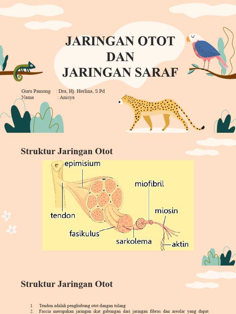 Jaringan Otot & Saraf | PDF