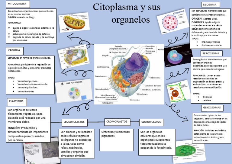 Infografia de El Citoplasma | PDF | Vacuole | Citoplasma
