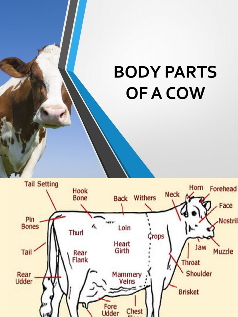 Class 2 - Body Parts of Cow | PDF