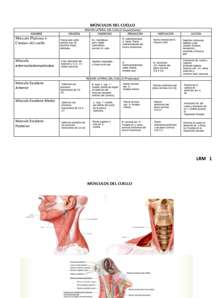 11 MUSCULOS DEl CUELLO | PDF | Laringe | Cabeza y cuello humanos
