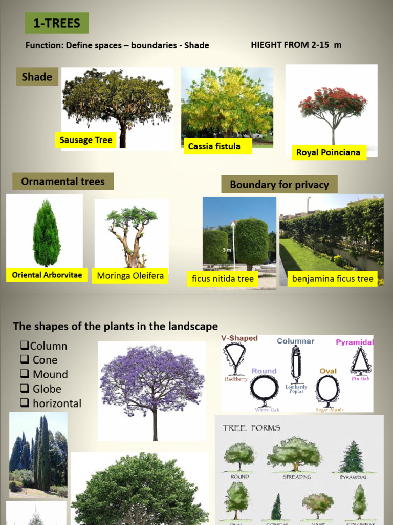 Softscape Examples | PDF