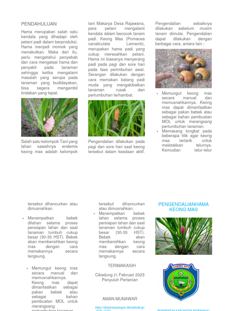 2 Pengendalian Hama Keong Mas | PDF