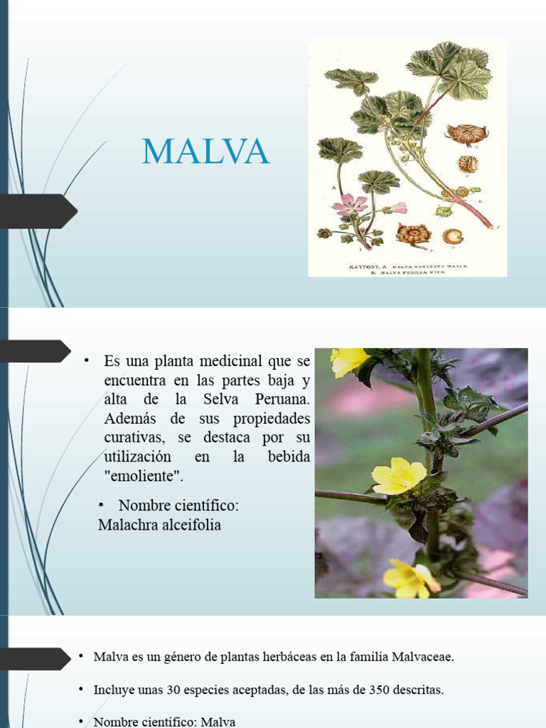 MALVA | PDF | Hoja | Plantas