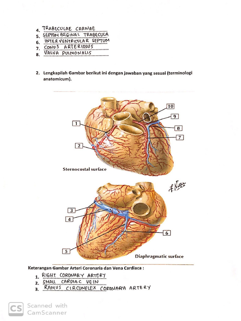 Jantung | PDF