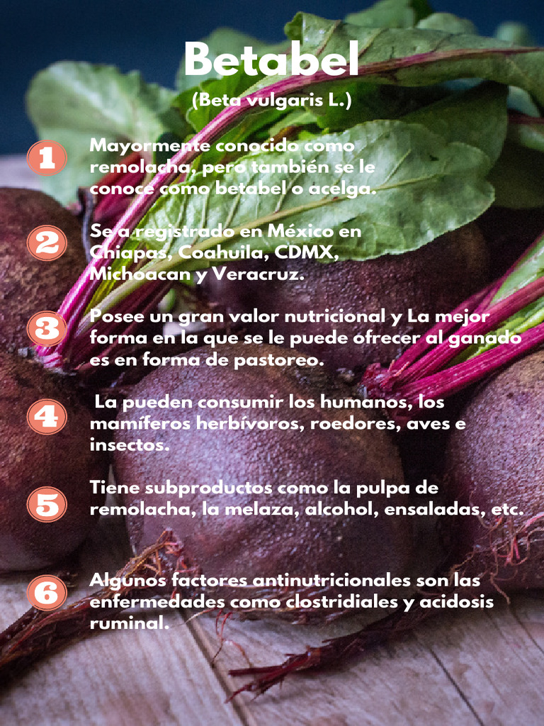 betabel y remolacha | PDF