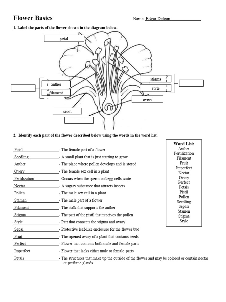 Flower and Pollination | PDF | Flowers | Pollination