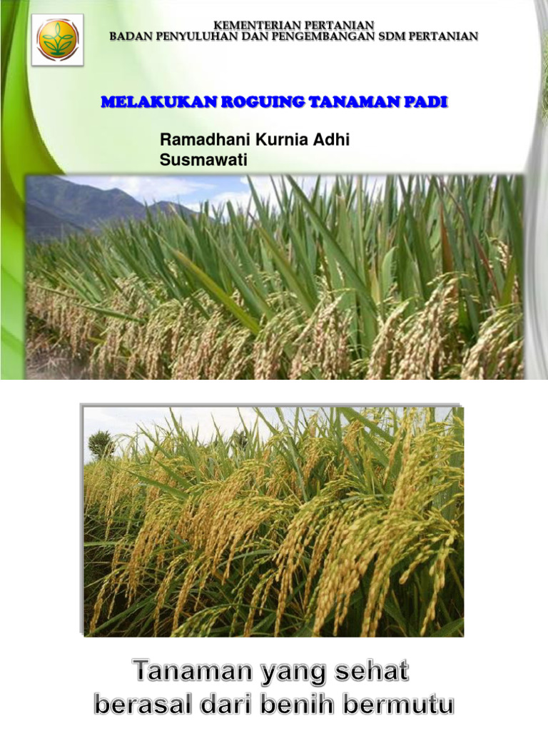 Materi Roguing Tanaman Padi | PDF
