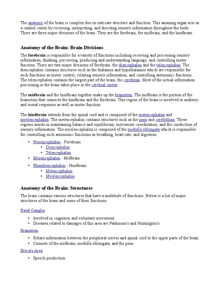 Anatomy of Brain | PDF | Cerebrum | Brainstem