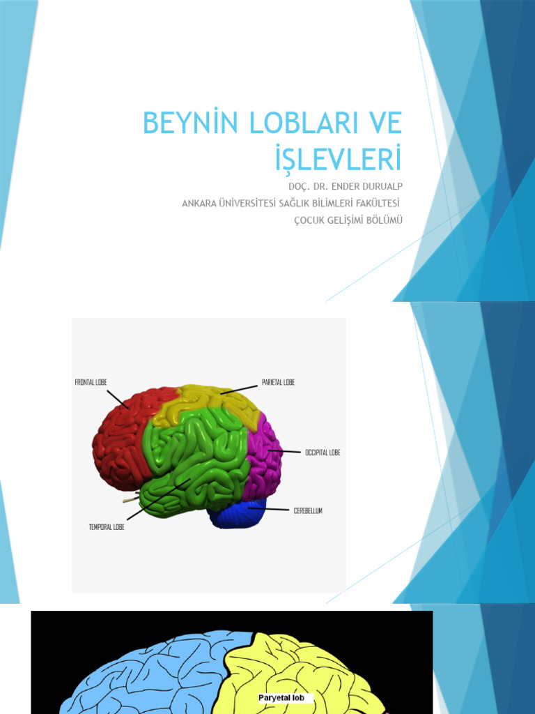 5-Beyin Lobları ve İşlevleri | PDF