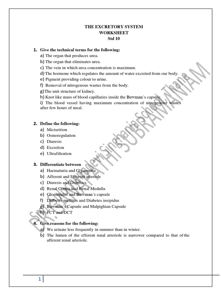 Biology Worksheet On Excretory System | PDF | Kidney | Urinary System