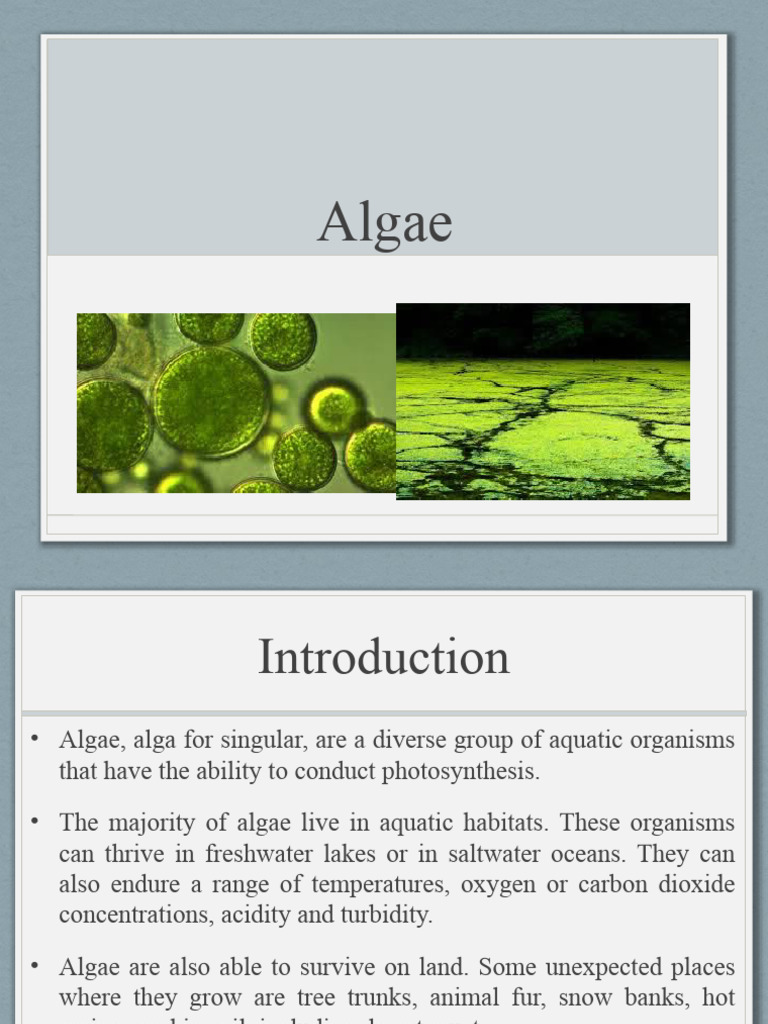 Algae | PDF | Algae | Nature