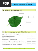 AK - STD 4 - Plants Around Us - Worksheet 2024-25 | PDF | Leaf | Plants