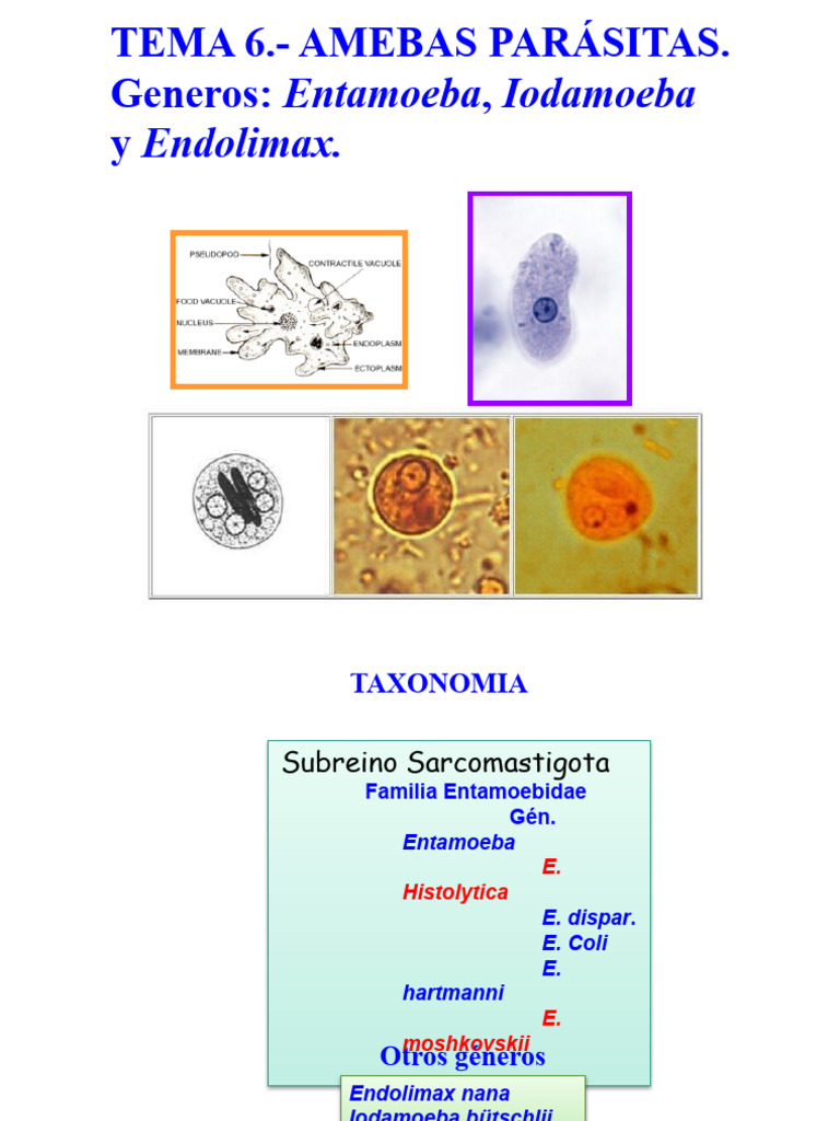 Tema 06 Amebas Paraì Sitas 2023-2024 | PDF | Especialidades Medicas | Medicina CLINICA