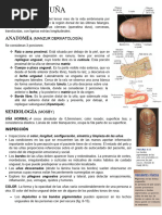 Guía sobre Cromoniquia y Alteraciones Ungueales | PDF | Clavo (anatomía ...