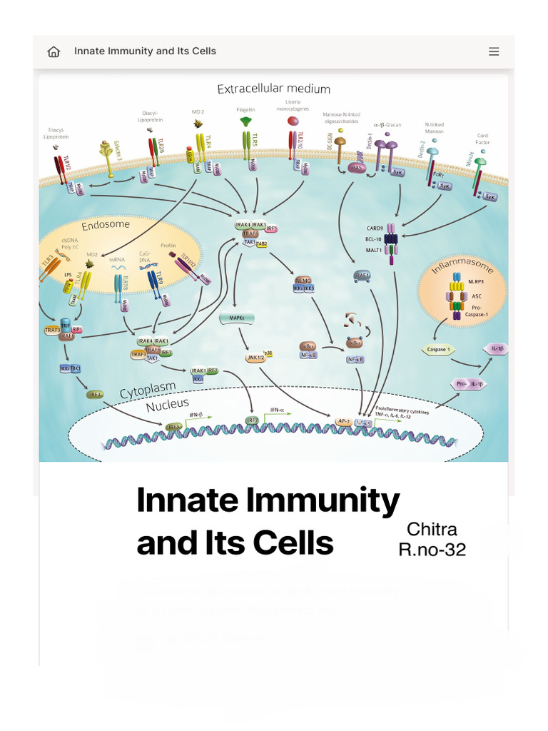 Innate Immunity and Its Cells - Gamma | PDF | Immune System | Innate Immune System