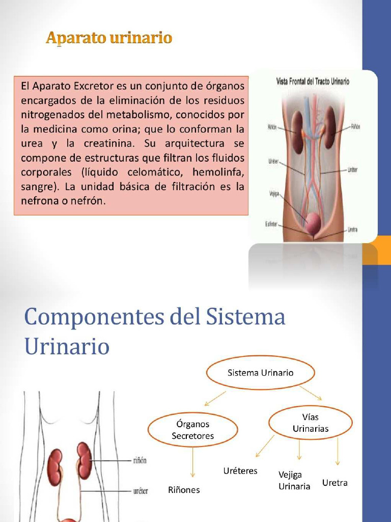 Anatomia y Fisiologia Del Sistema Urinario | PDF