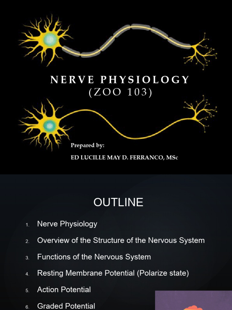 Nerve Physiology Overview | PDF | Central Nervous System | Action Potential