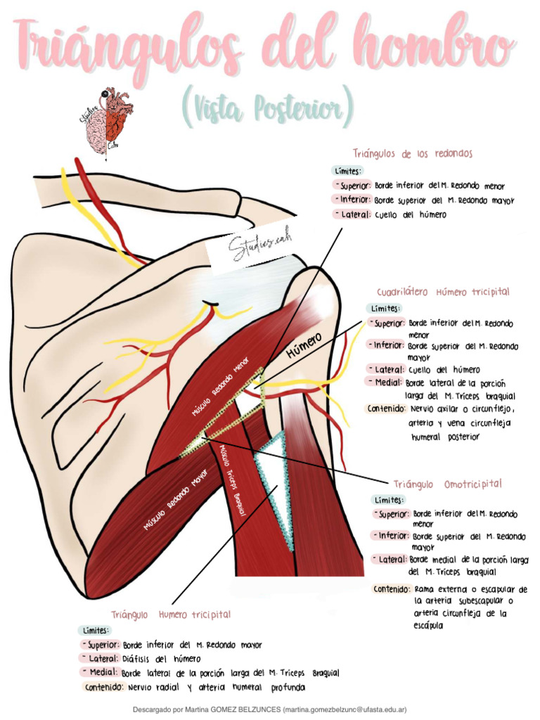 Triangulos Del Hombro | PDF | Anatomía humana | Tejido suave