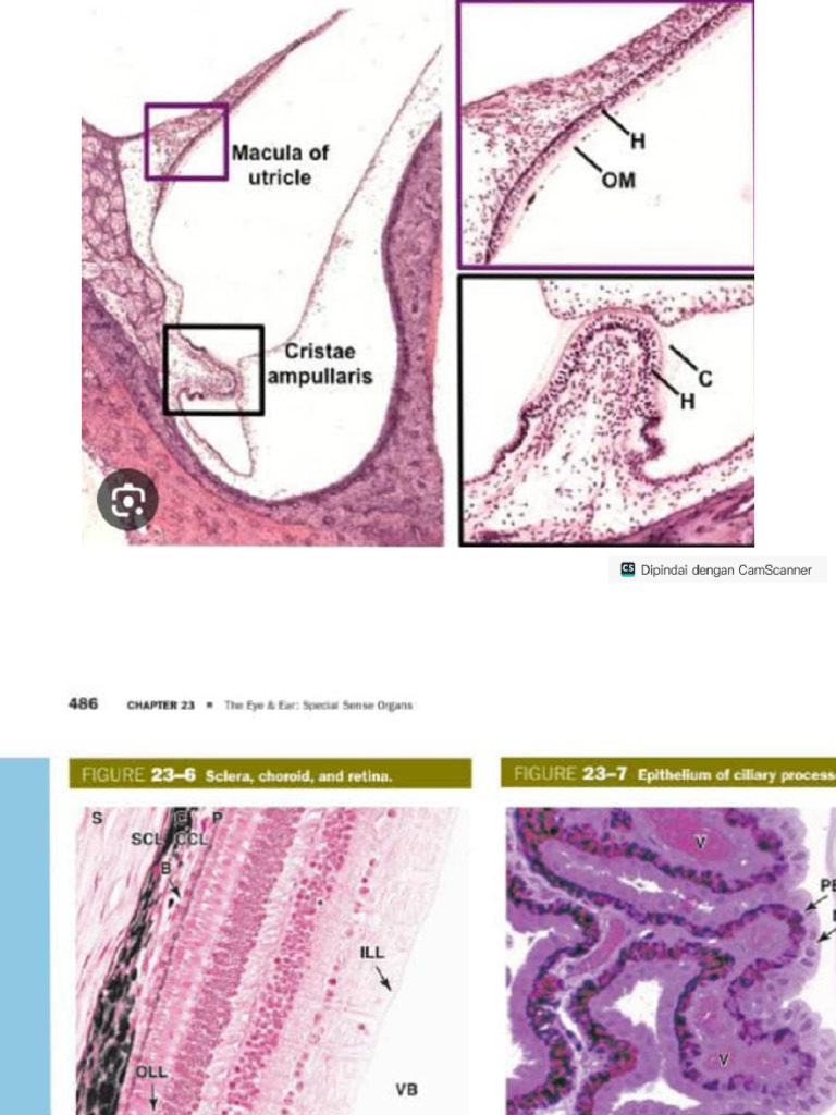 Laprak Histologi Organ Sensoris Dan Integumentum | PDF