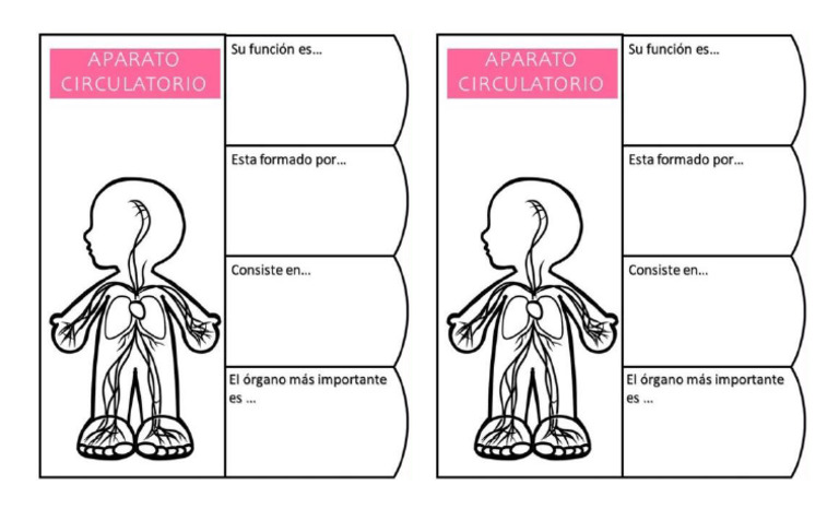 FICHA SISTEMA CIRCULATORIO 5°A-B | PDF