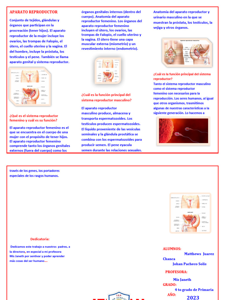 Triptico Aparato Reproductor | PDF | Sistema reproductivo | Anatomía
