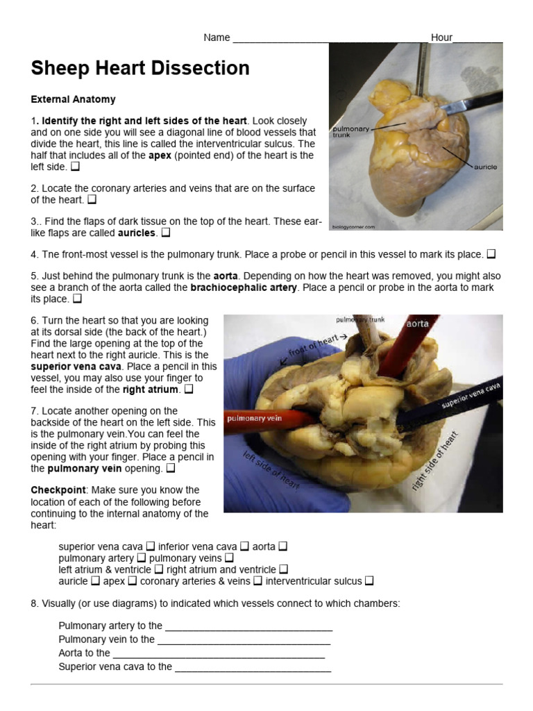 Sheep Heart Dissection | PDF | Technology & Engineering
