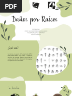 Tipos y ejemplos de tallos modificados | PDF | Tallo de la planta ...