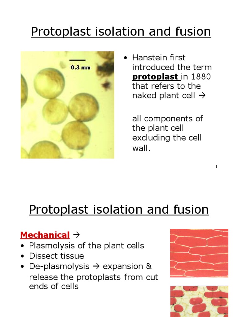 8.protoplast Technology | PDF | Cell (Biology) | Cell Biology