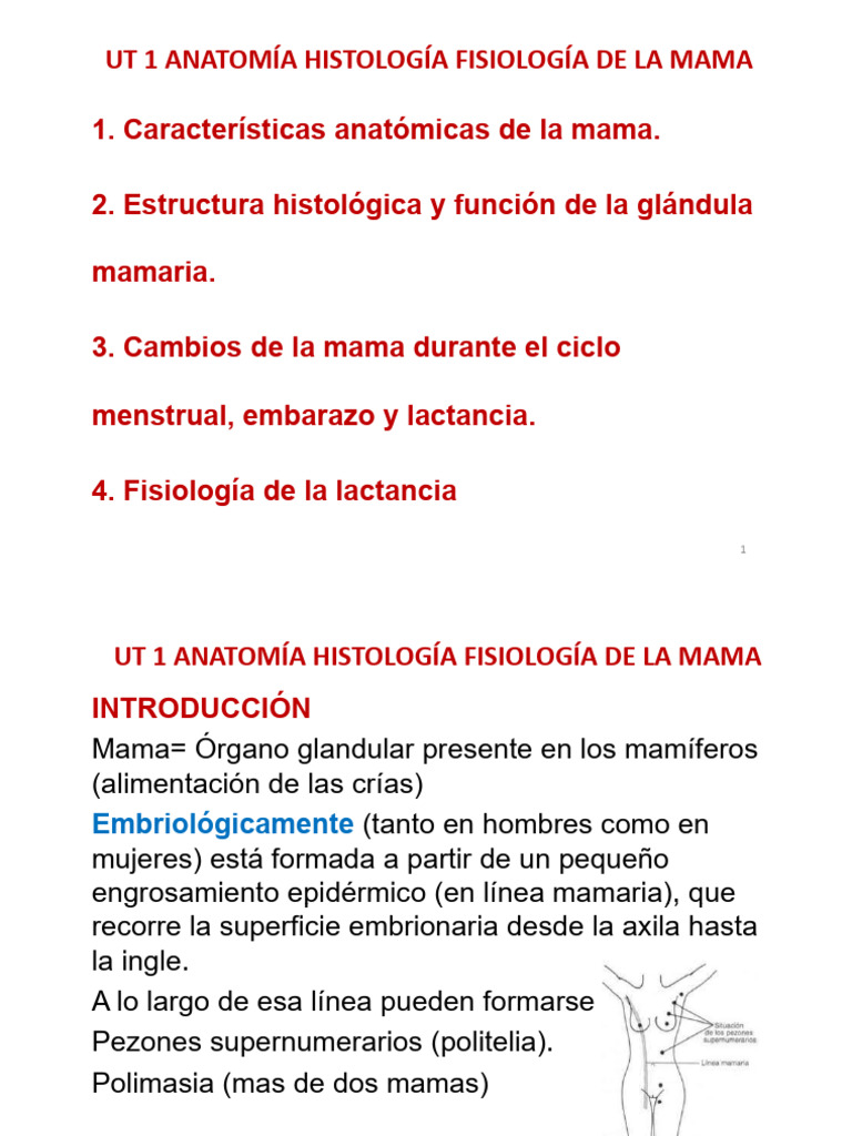UT 1 ANATOMÍA HISTOLOGÍA DE LA MAMA-1 | PDF | Pecho | Lactancia
