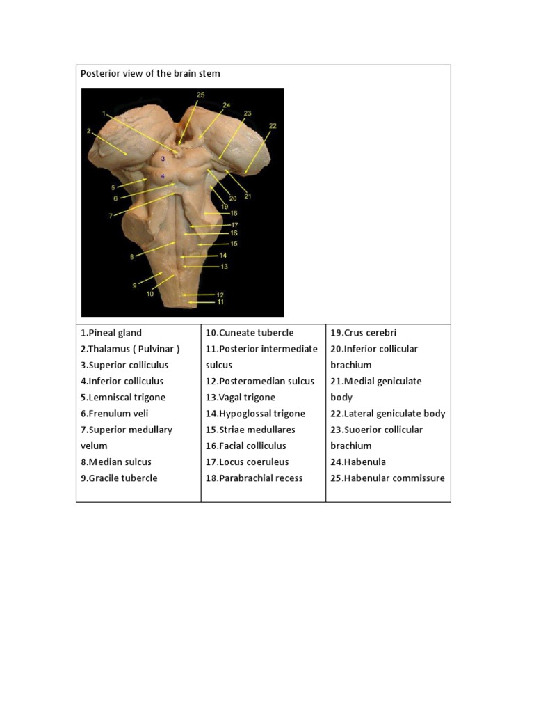 Posterior View of The Brain Stem | PDF