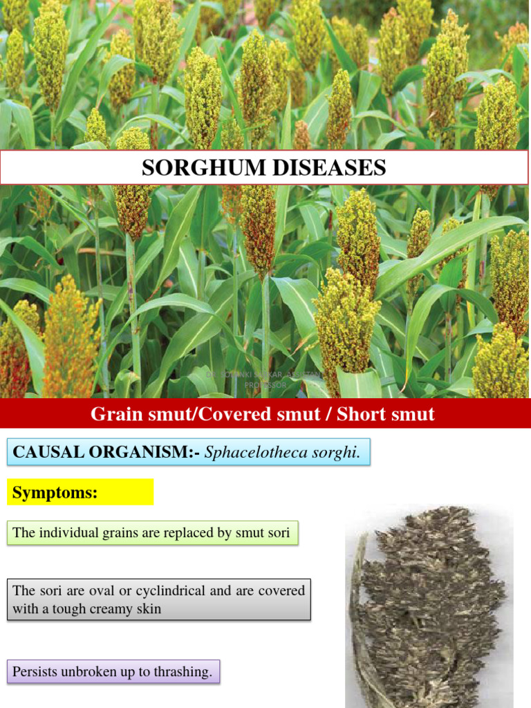 Sorghum and Bajra Disease | PDF | Diseases And Disorders | Plants