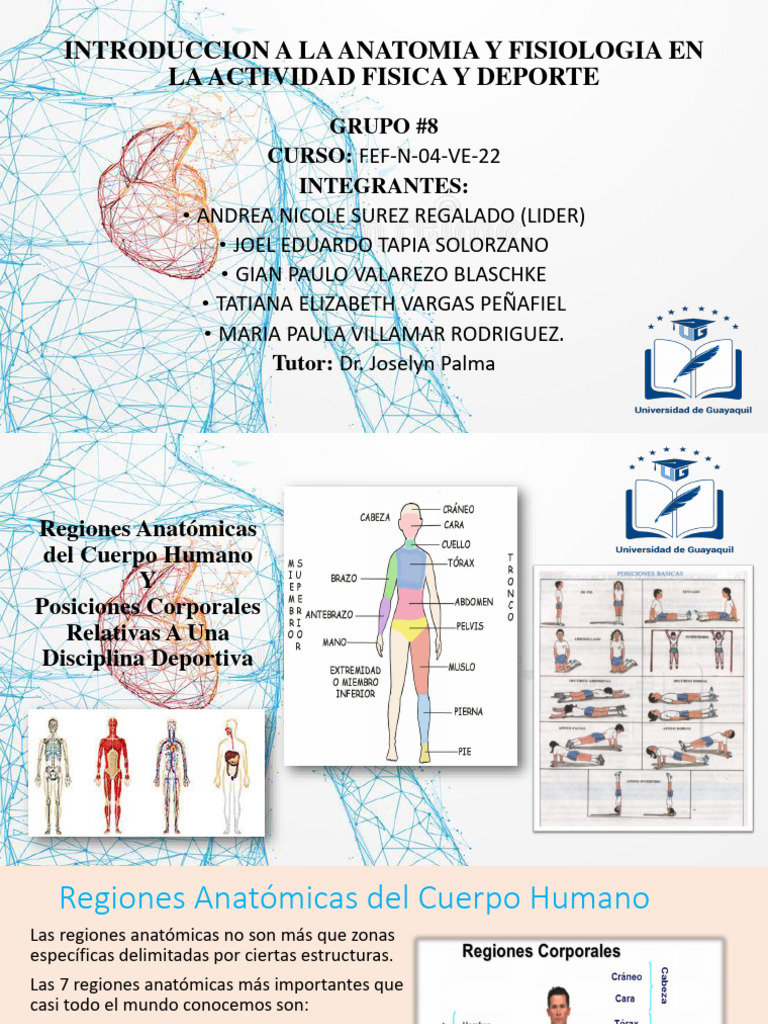 Regiones Anatomicas Del Cuerpo Humano | PDF