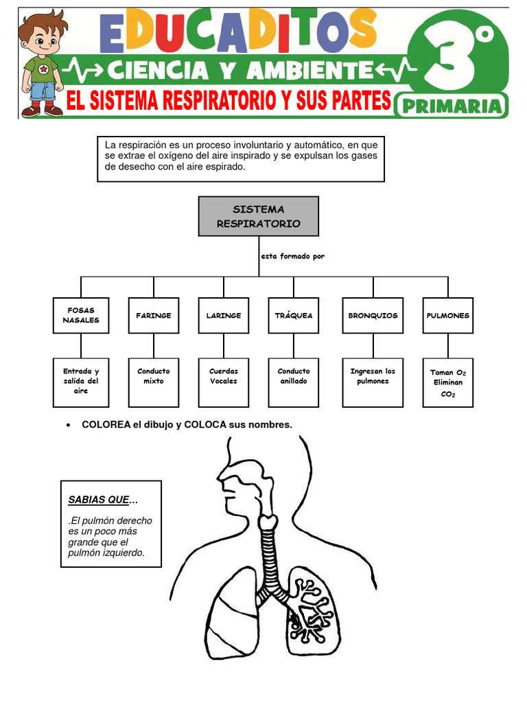 El Sistema Respiratorio y Sus Partes para Tercer Grado de Primaria ...