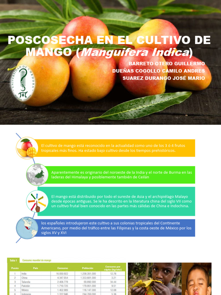 Poscosecha del Mango (Mangifera indica) | PDF | Mango | Cosecha