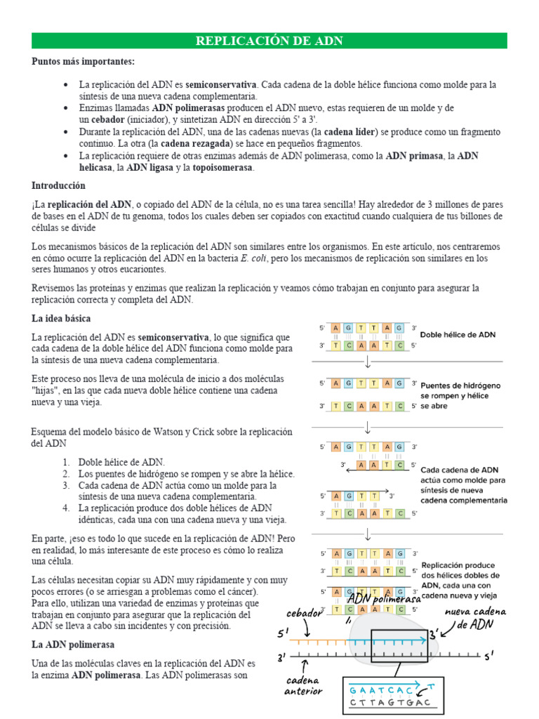 Replicación de Adn | PDF | Replicación De Adn | Adn
