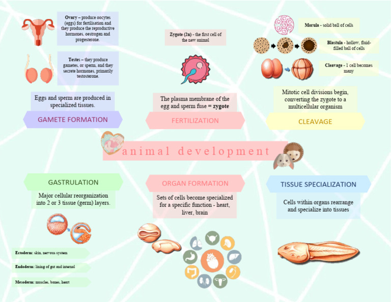 Animals Development Concept Map | PDF | Fertilisation | Biological ...