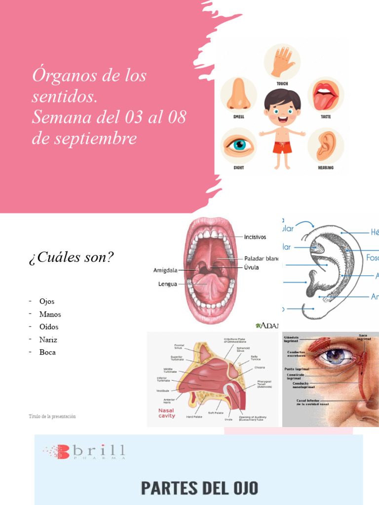 Organo Sensitivo - Ojo | PDF | Ojo | Ojo humano