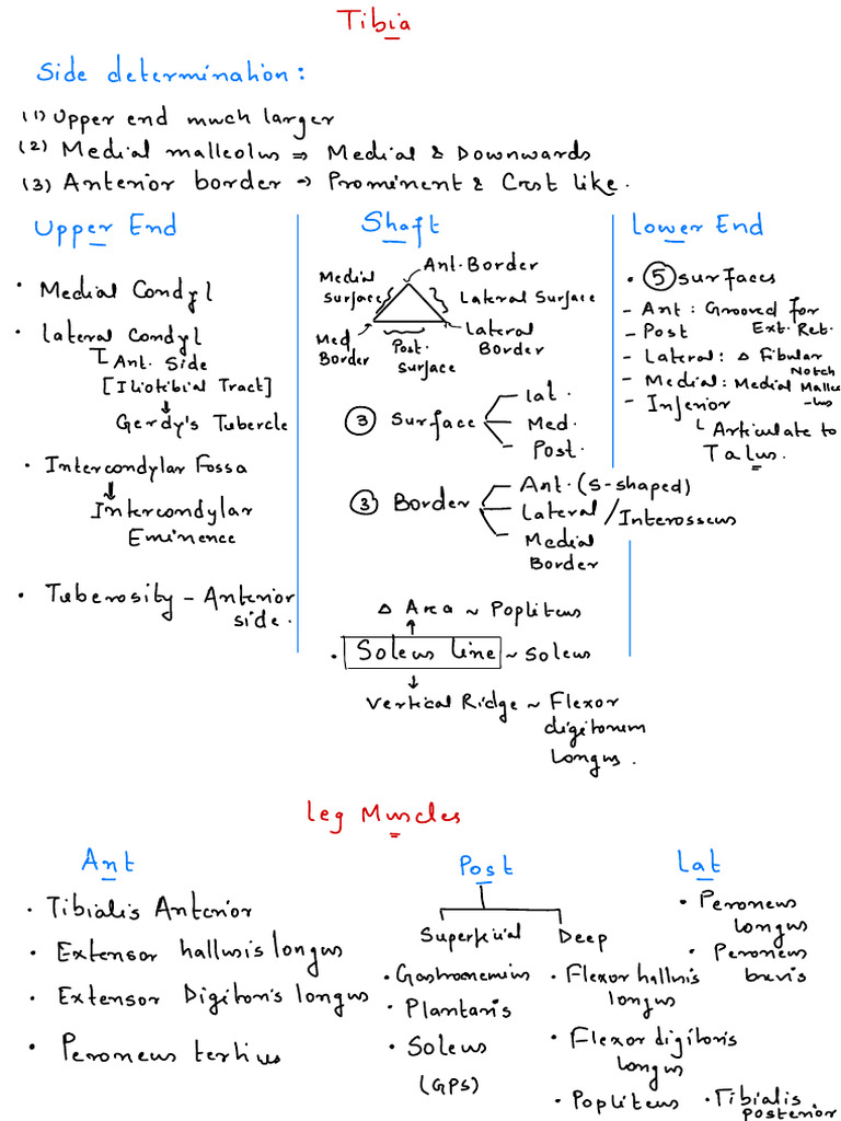 Tibia (Flow Chart - Attachments) | PDF | Knee | Musculoskeletal System