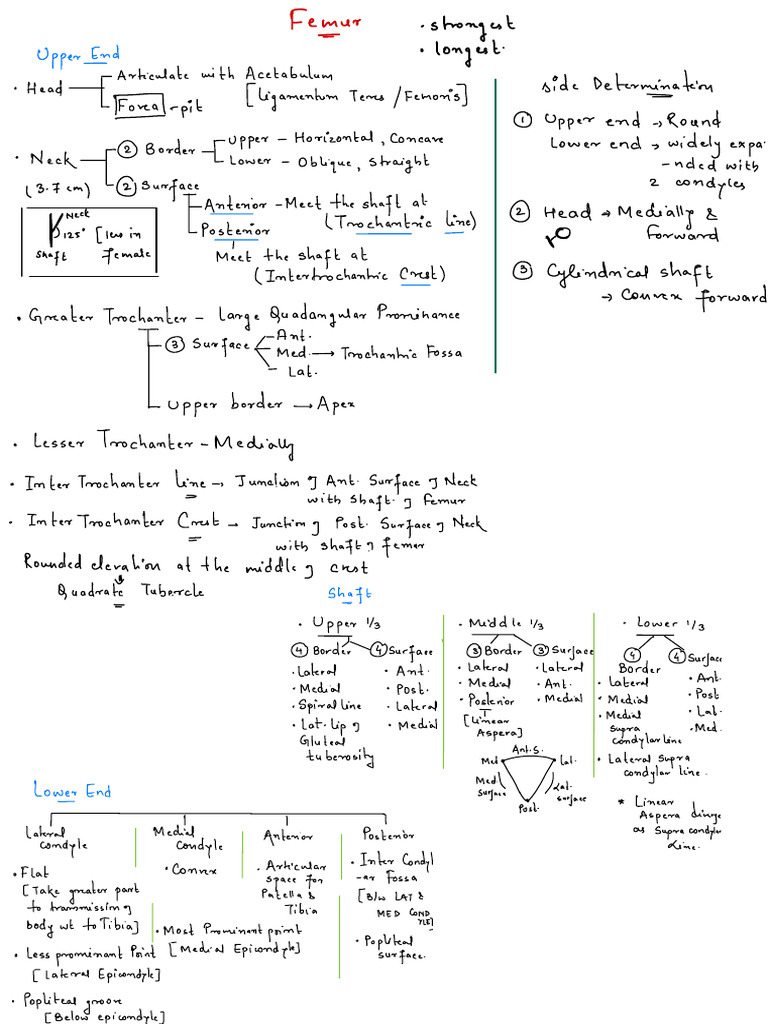Femur (Flow Chart and Attachments) | PDF | Musculoskeletal System ...