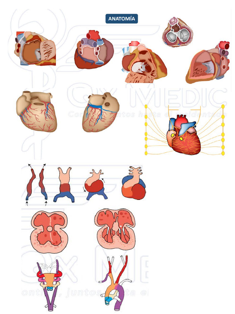 Dibujos Cardio | PDF