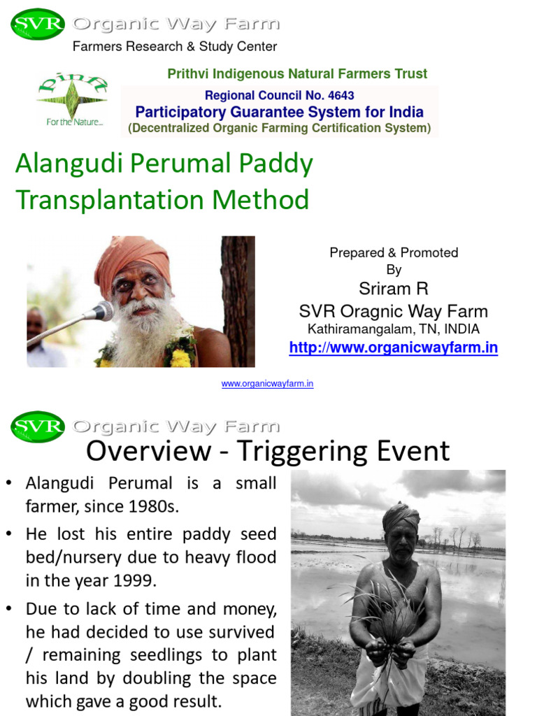 Alangudi Perumal's Paddy Transplant Method | PDF | Rice | Plant Nursery