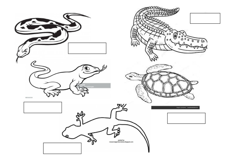 Gambar Binatang Melata | PDF