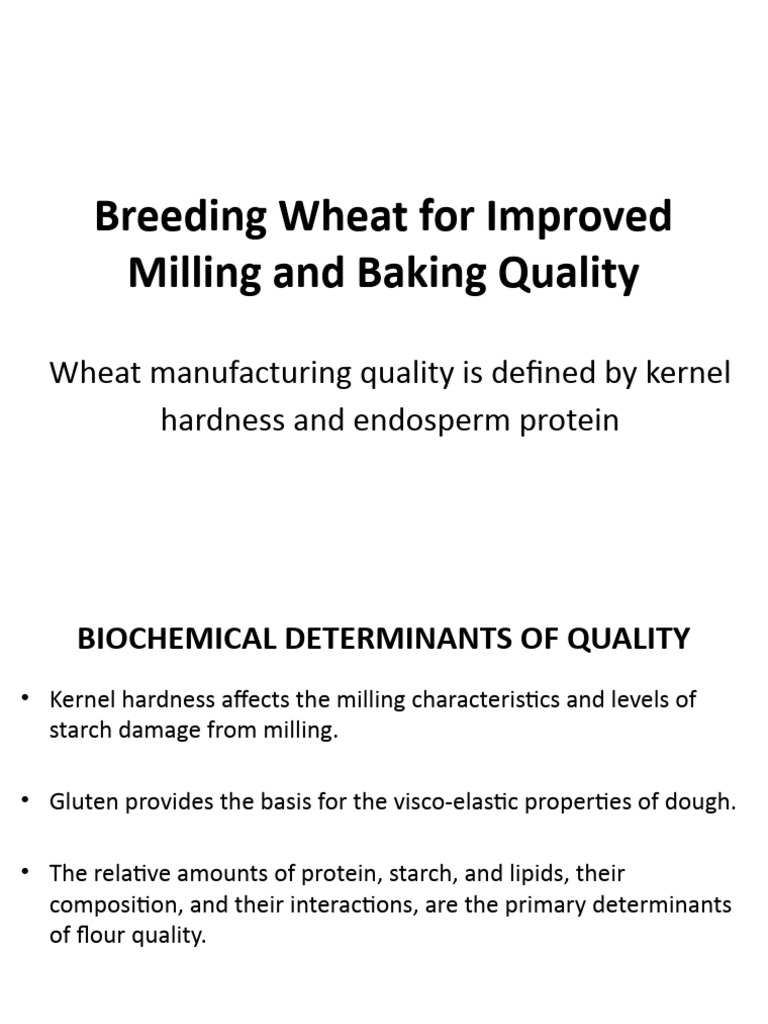 Breeding Wheat for Improved Milling Quality | PDF | Wheat | Flour