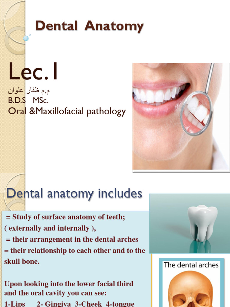 All Dental Anatomy | PDF | Dental Anatomy | Tooth