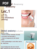 Dental Anatomy Lecture 1 / First Stage Dentistry | PDF | Dental Anatomy ...