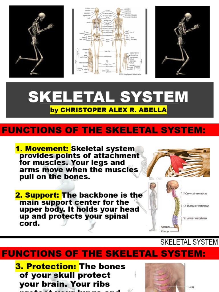 Skeletal System | PDF | Skeleton | Bone