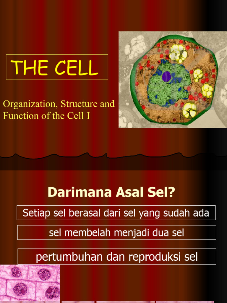 Organization, Structure and Function of The Cell I | PDF